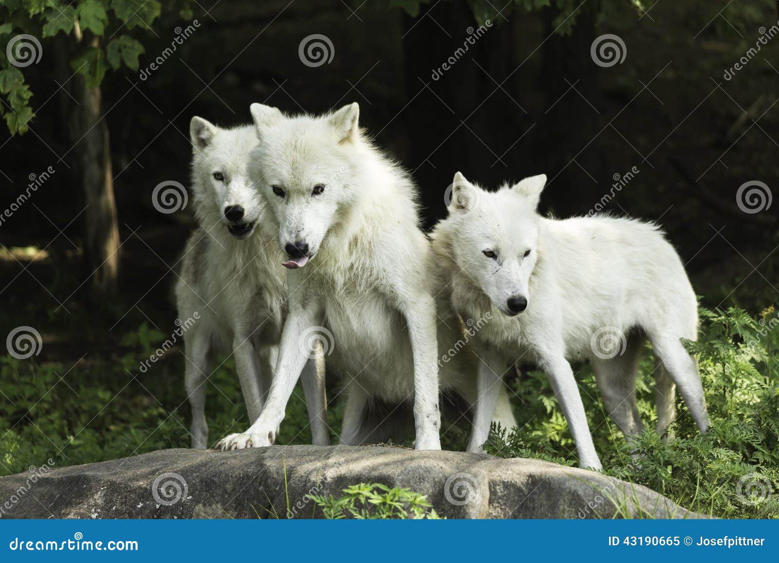 An Arctic Wolf Pack in a Forest Stock Image - Image of beast, isolated ...