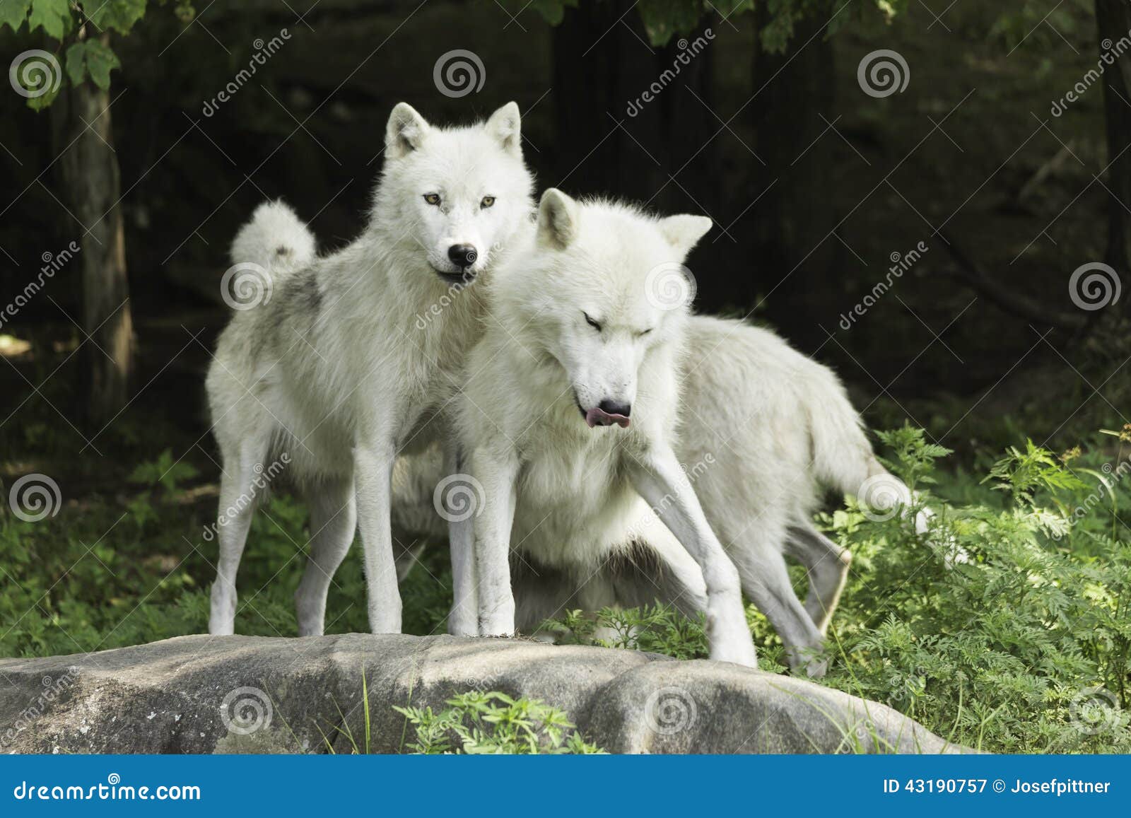 An Arctic Wolf Pack in a Forest Stock Image - Image of face, savage ...