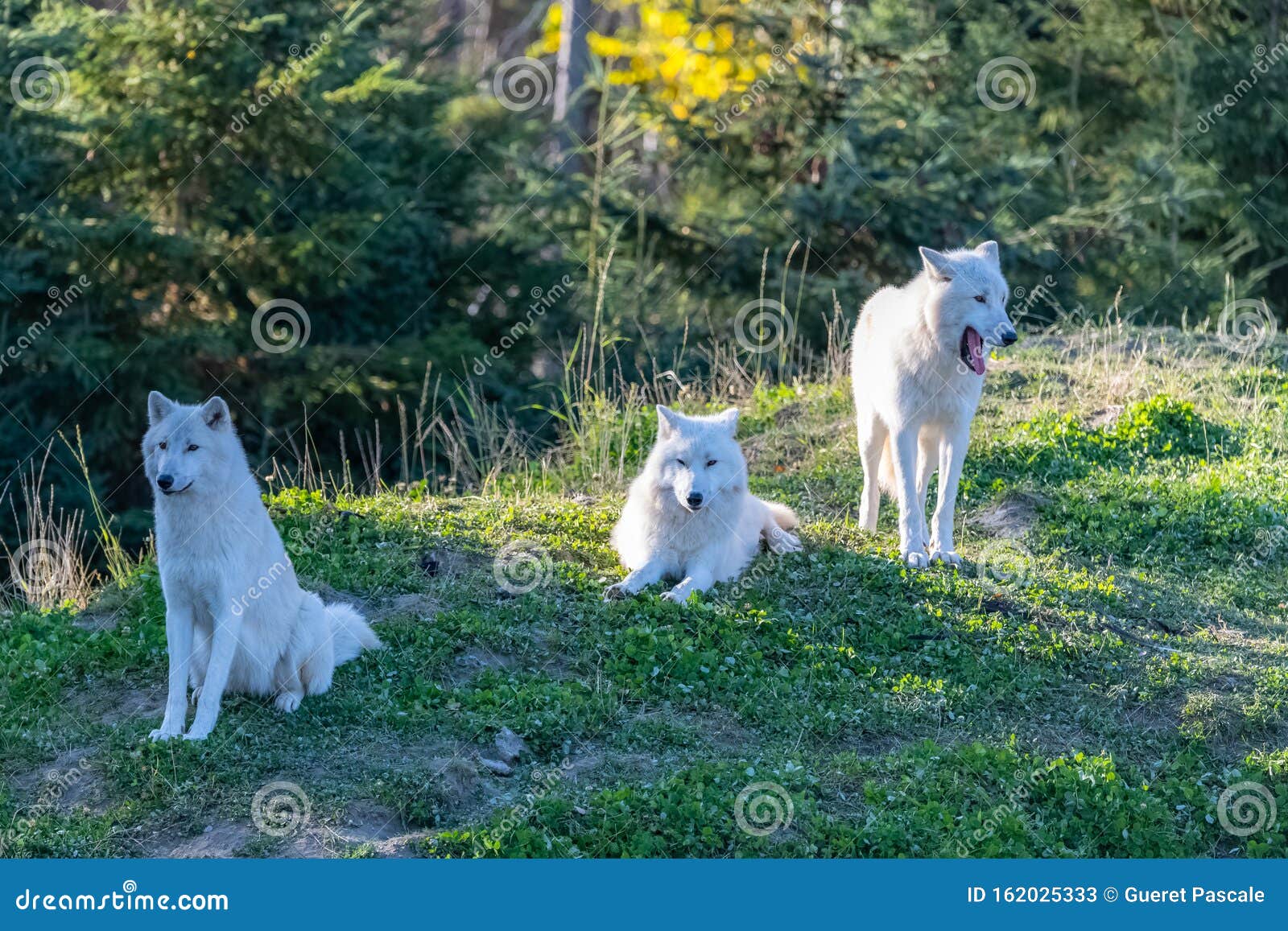 Arctic Wolf, Pack of White Wolves Stock Image - Image of forest ...