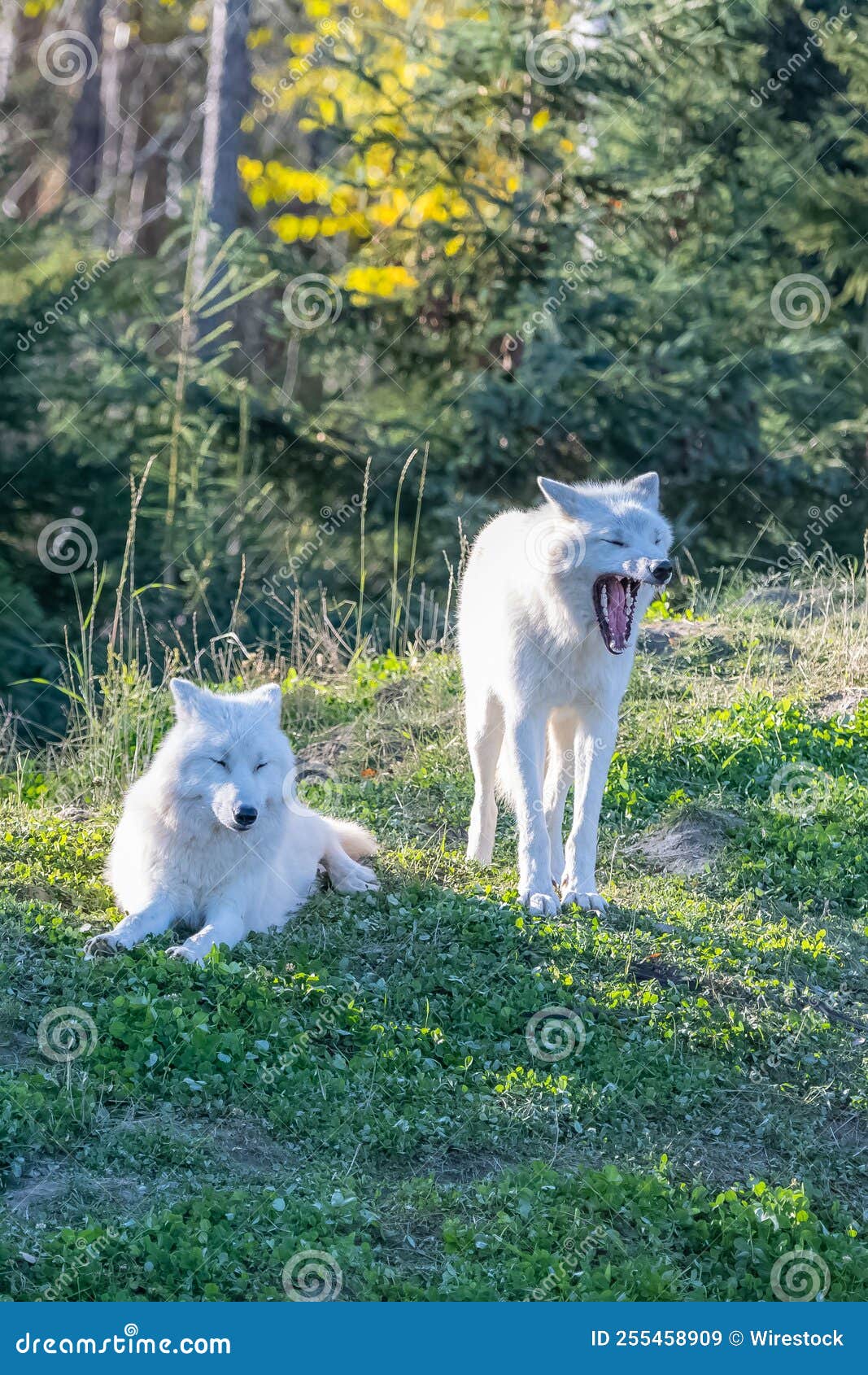 Arctic Wolf, Pack of White Wolves Stock Image - Image of looking, cute ...