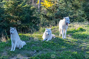 Arctic Wolf, Pack of White Wolves Stock Photo - Image of arctos, beauty ...