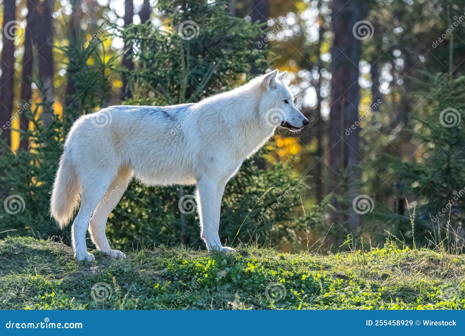 Arctic Wolf, Pack of White Wolves Stock Image - Image of doggy, breed ...