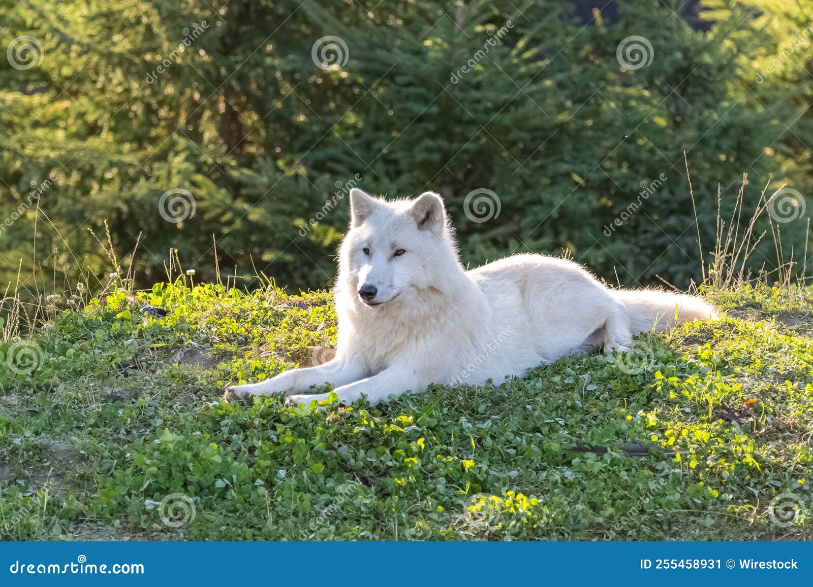 Arctic Wolf, Pack of White Wolves Stock Image - Image of domestic ...