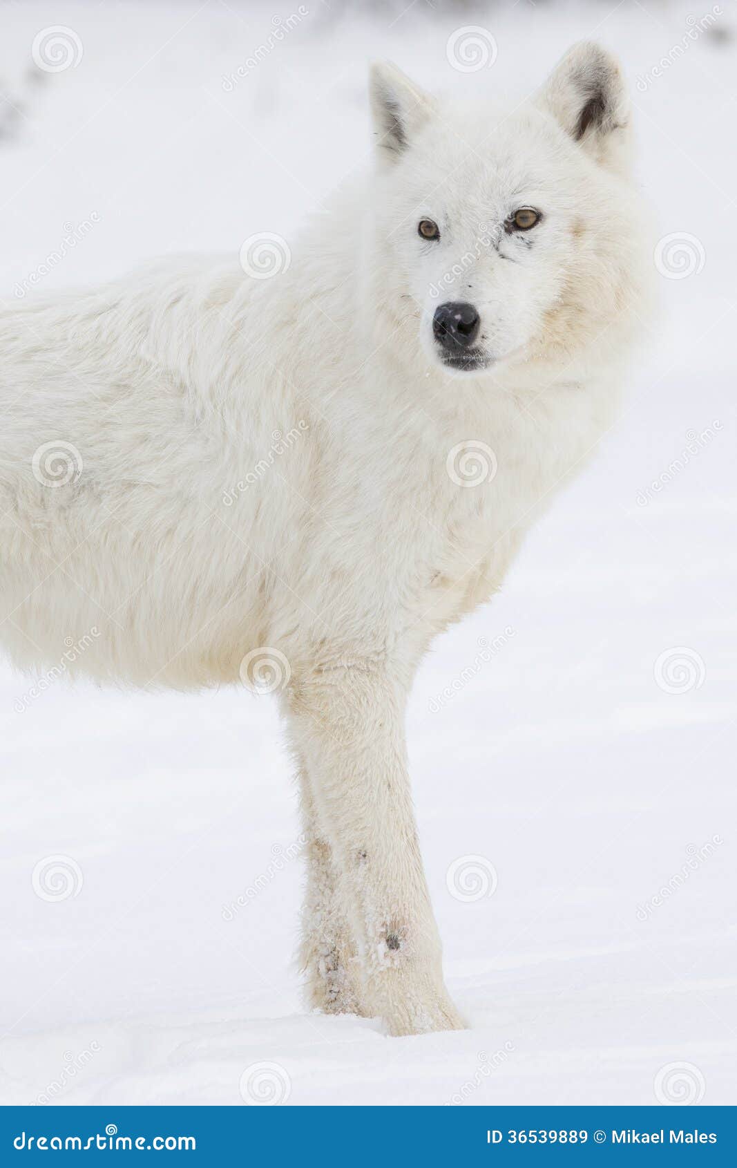 Arctic Wolf in Portrait Mode Stock Image - Image of males, mammal: 36539889