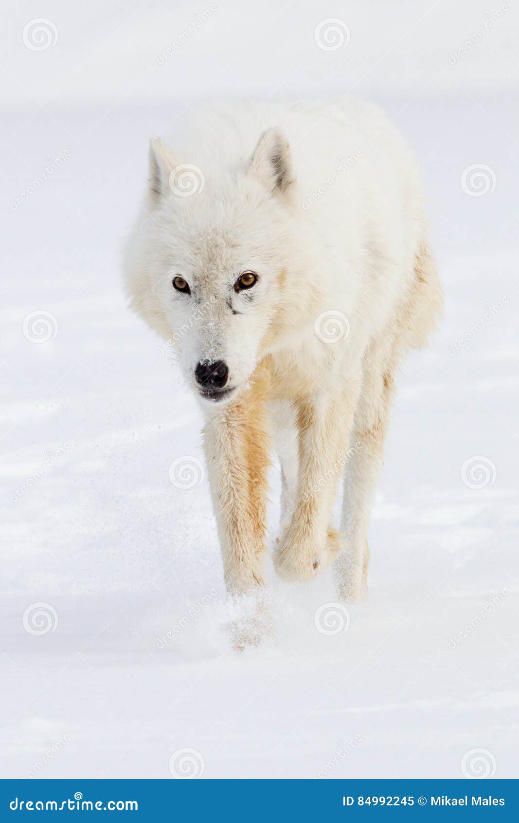 Arctic wolf portrait stock image. Image of space, natural - 84992245