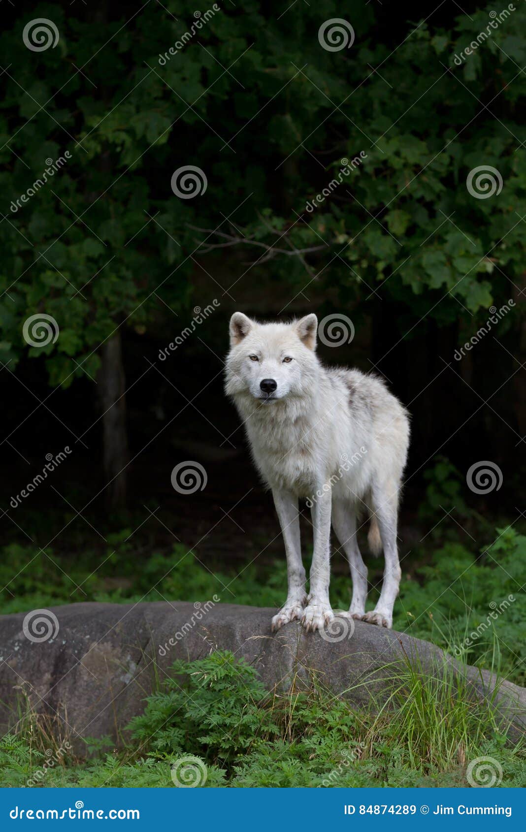 A Lone Arctic Wolf Canis Lupus Arctos Standing on a Rock in Spring in ...