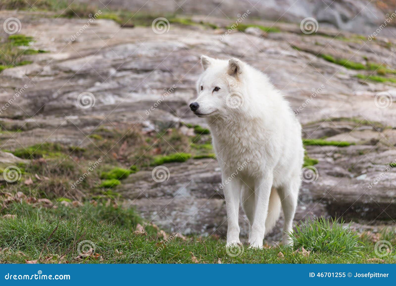 Arctic Wolf stock image. Image of creature, canine, animal - 46701255