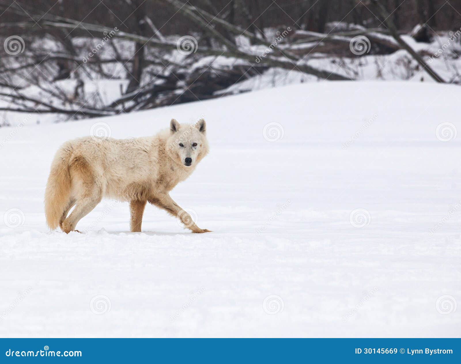 Wolf stock image. Image of predator, walking, snow, wildlife - 30145669
