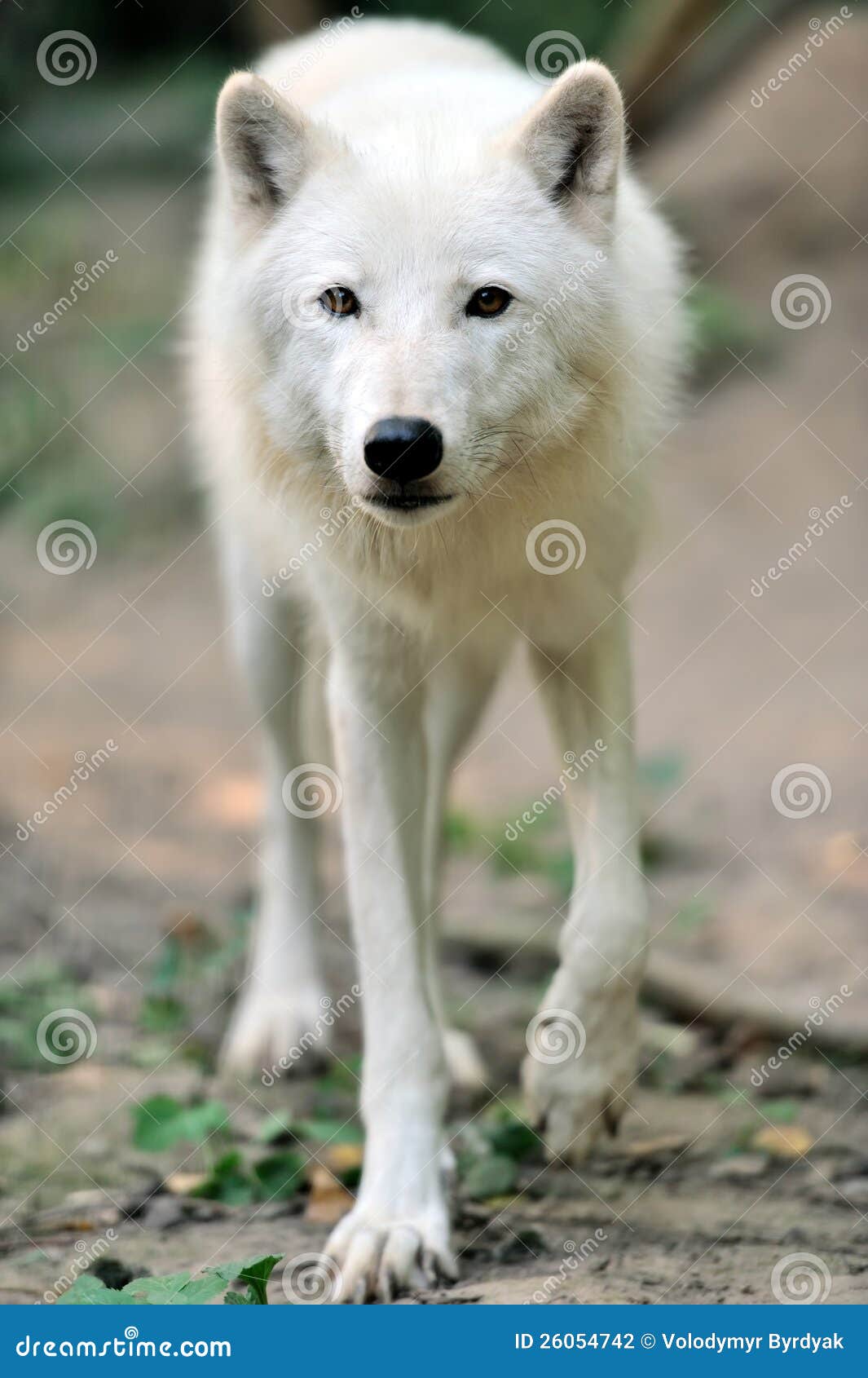Arctic wolf puppy stock photo. Image of face, fierce - 26054742
