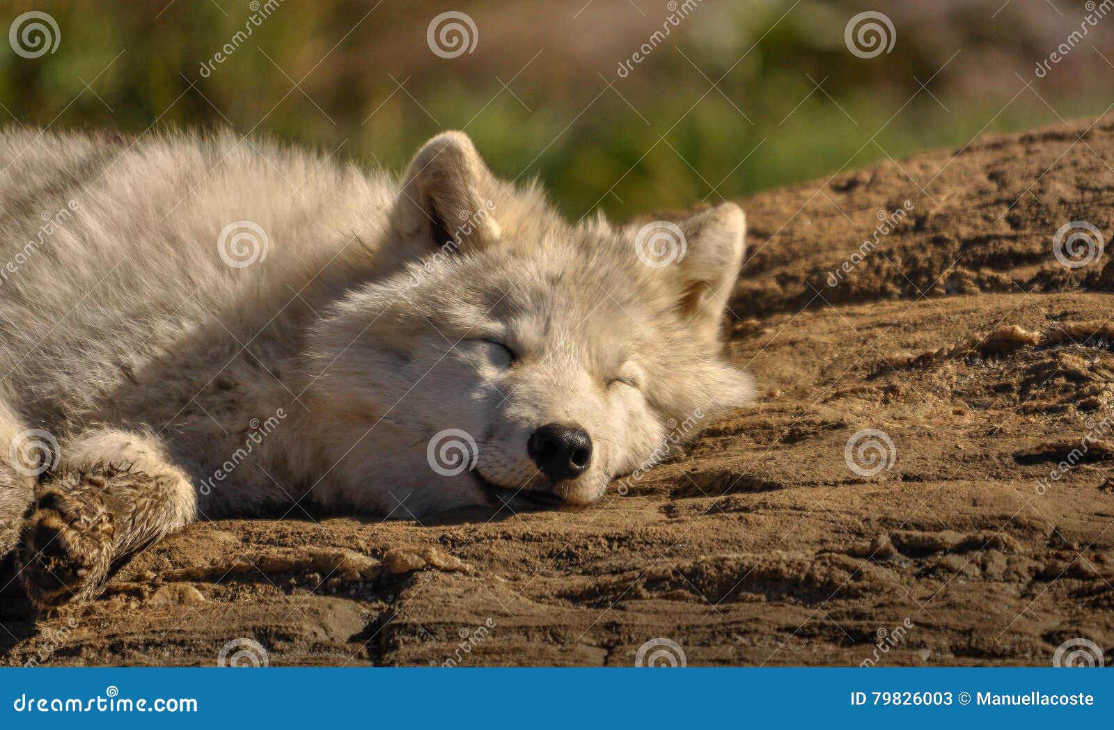 Arctic Wolf Relaxing in the Sun. Stock Image - Image of look ...
