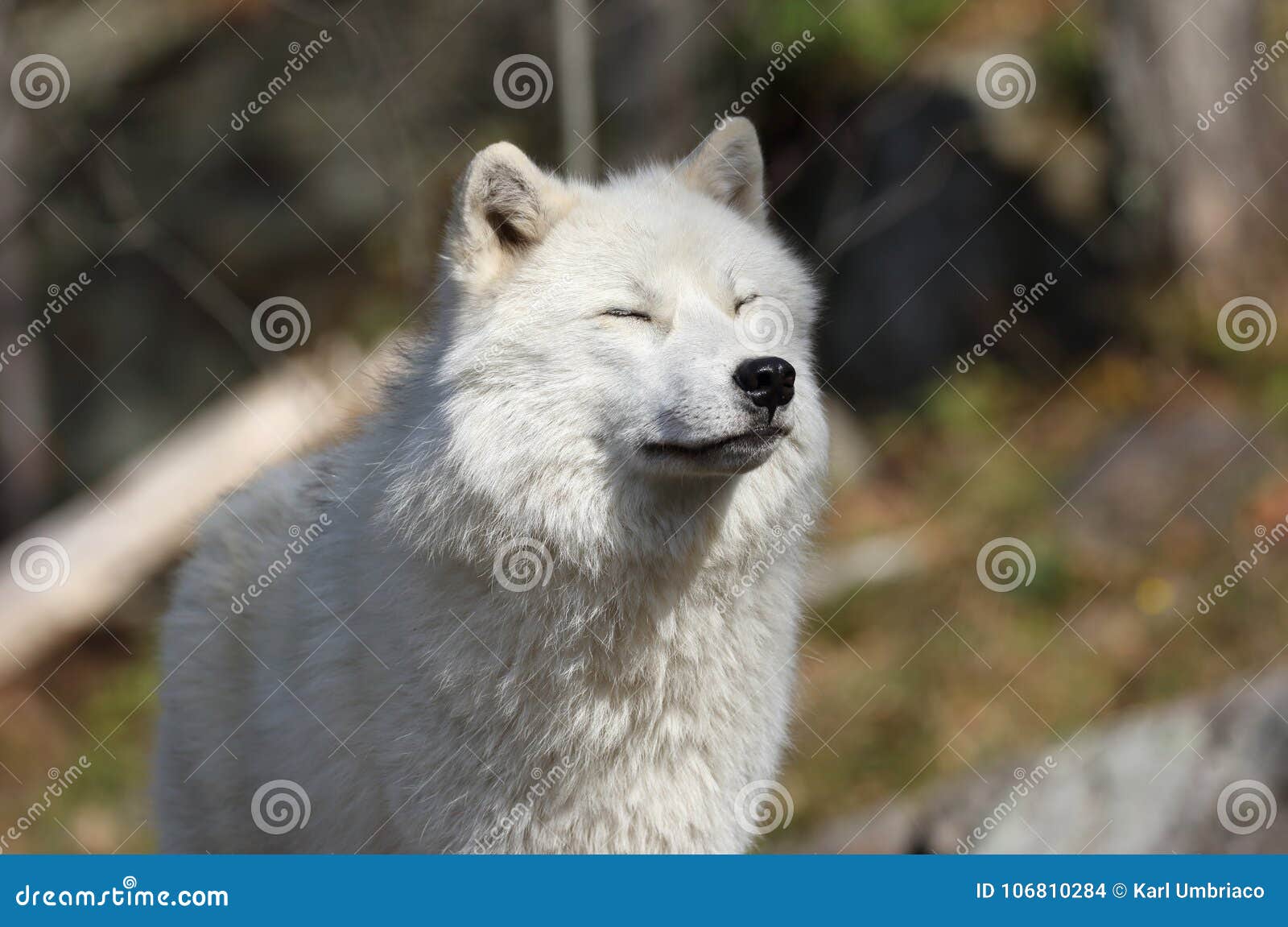 Arctic Wolf Resting during Autumn Stock Photo - Image of forest, fall ...