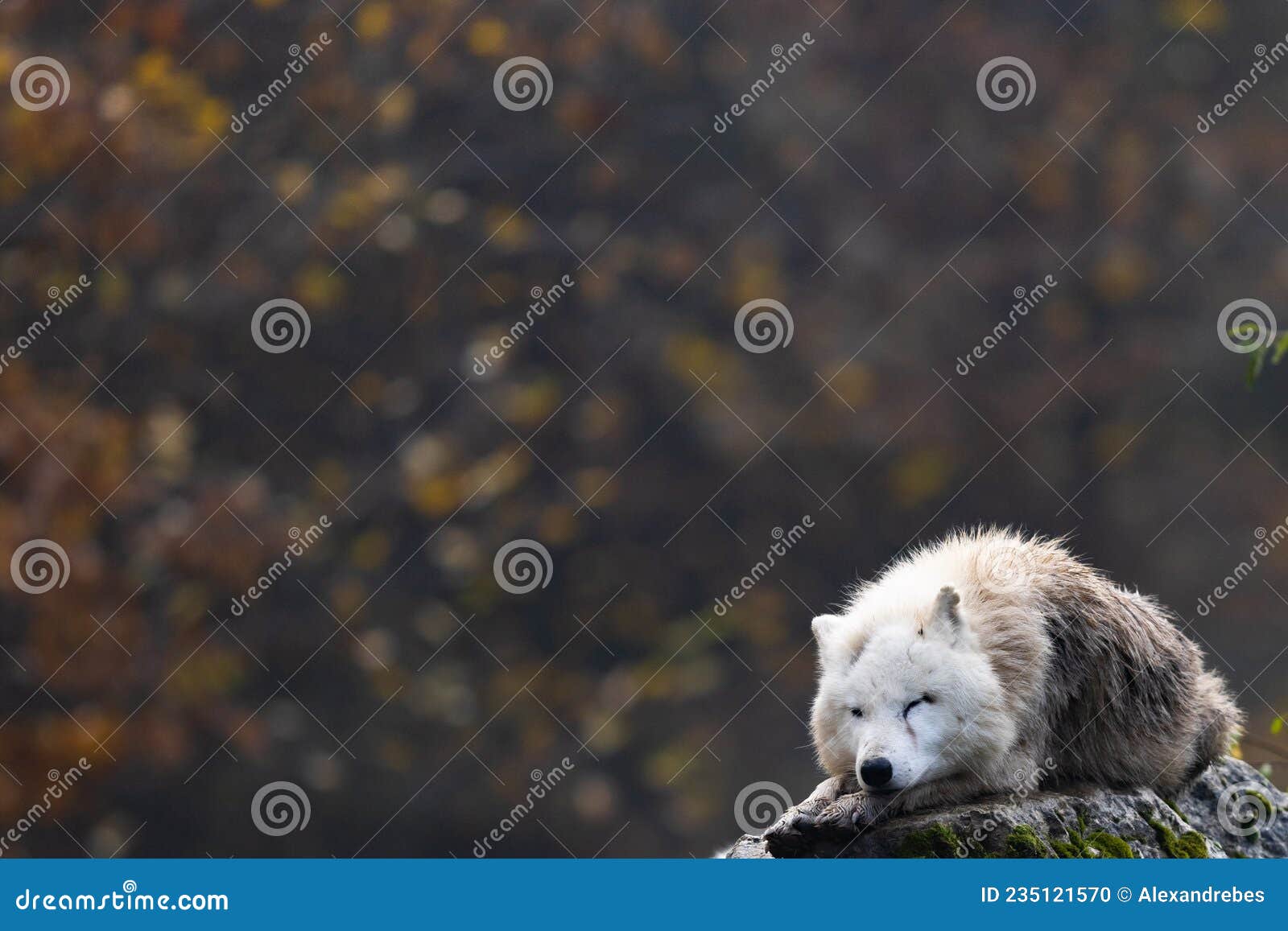 Arctic Wolf Resting in a Forest Stock Photo - Image of animals, hunter ...