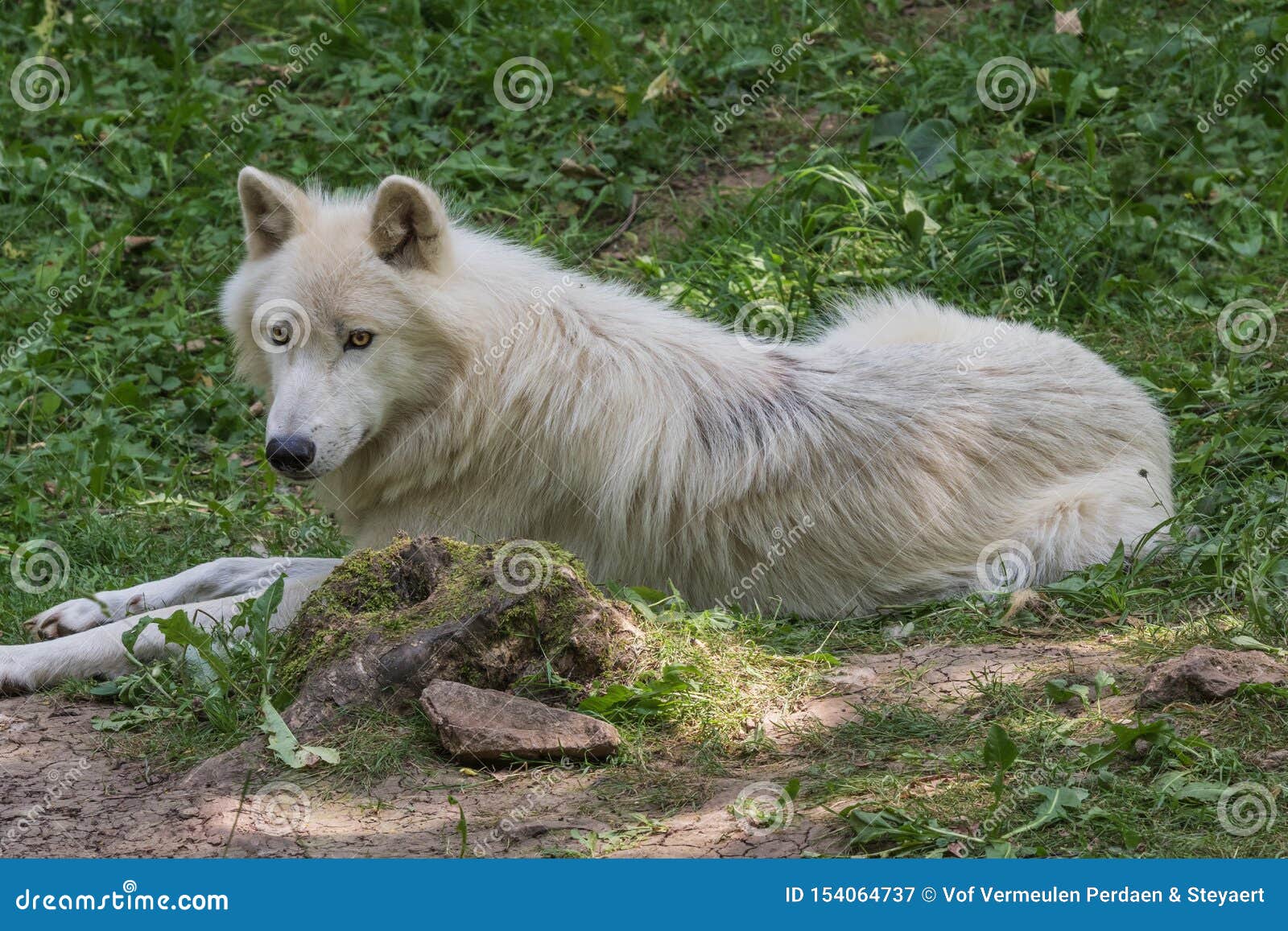 Arctic Wolf Resting on the Forest Floor Stock Image - Image of arctic ...