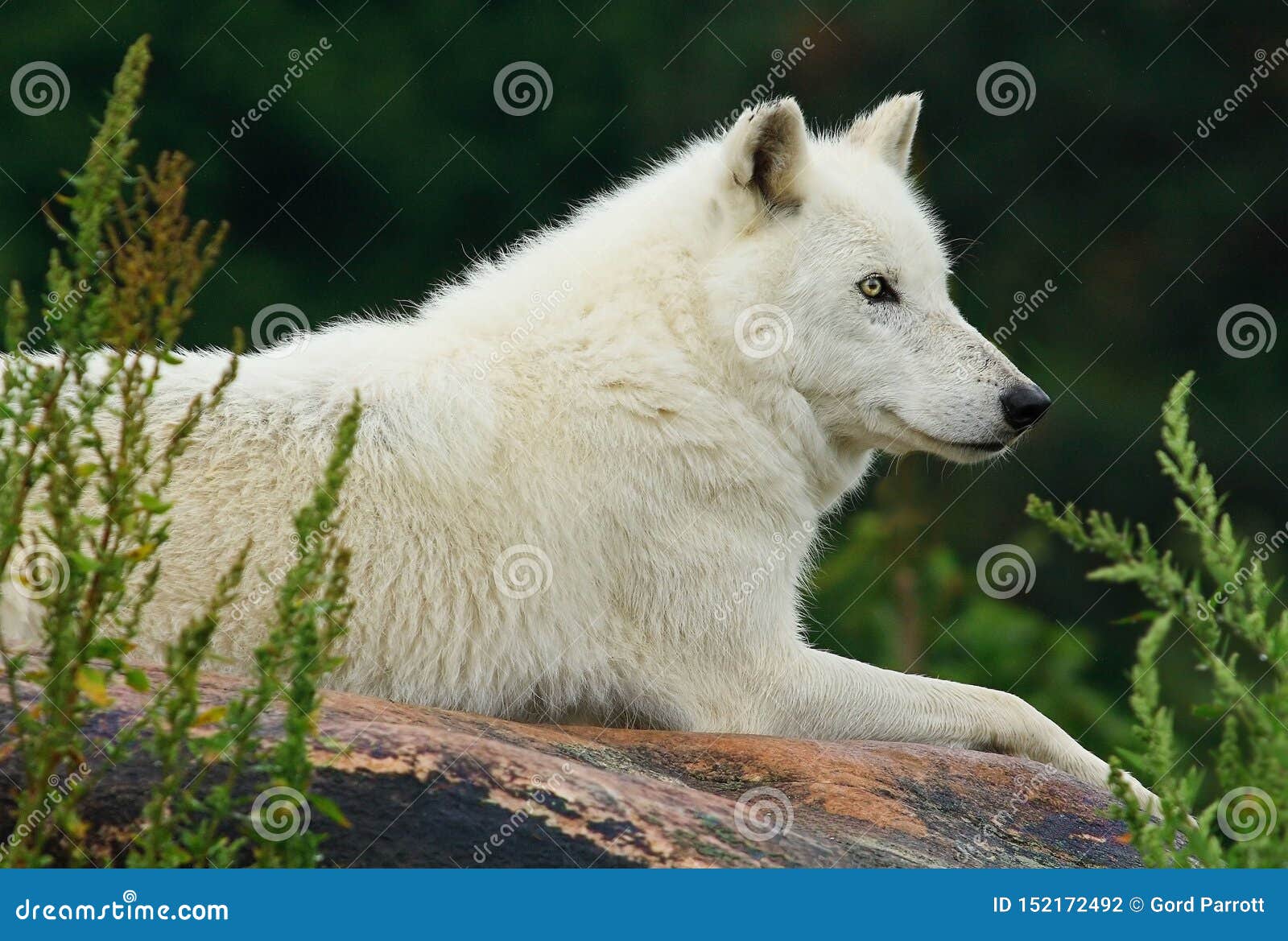 Arctic Wolf Resting on Rock Stock Photo - Image of vegetation, trees ...