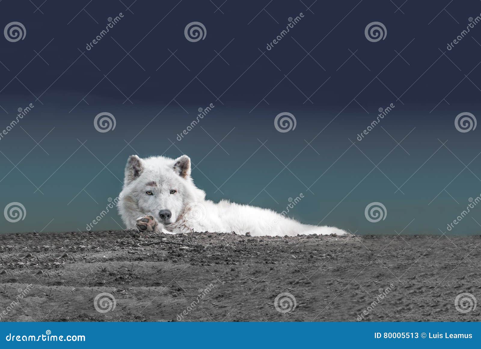 Arctic Wolf stock image. Image of nature, america, northern - 80005513