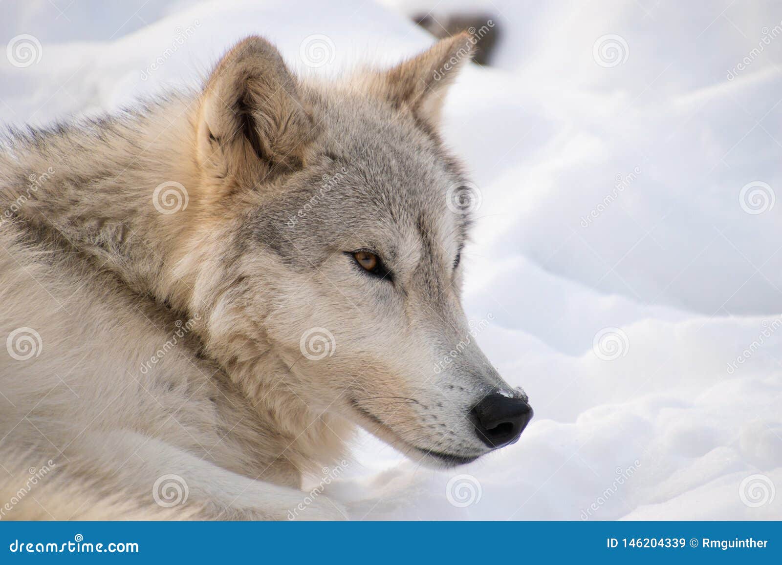 An Arctic Wolf Resting in the Snow with Sunlight Shining on it`s Fur ...