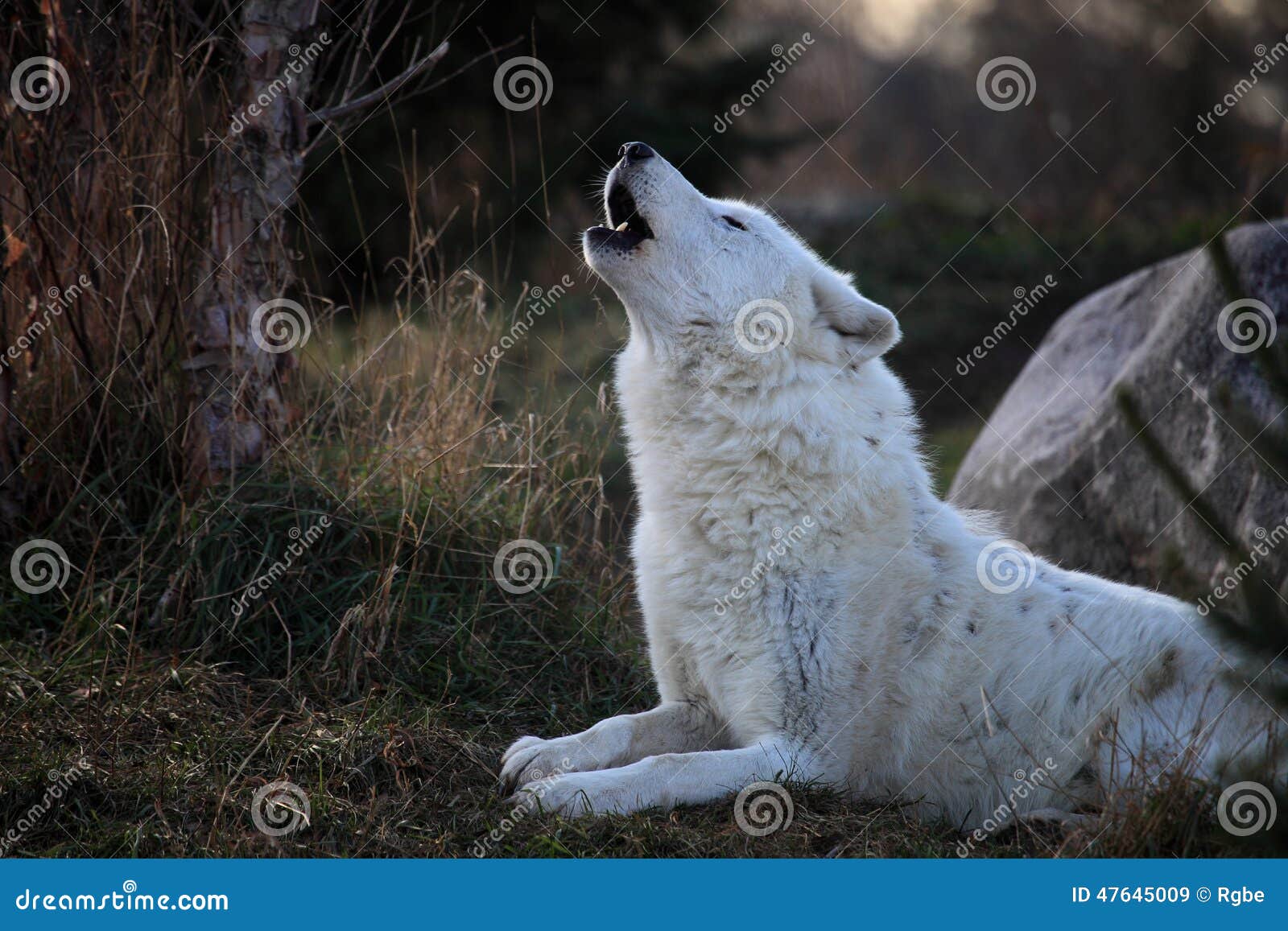 Arctic wolf roar stock image. Image of open, arctic, nature - 47645009