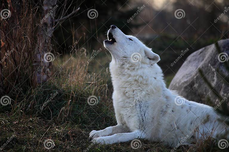 Arctic wolf roar stock image. Image of open, arctic, nature - 47645009
