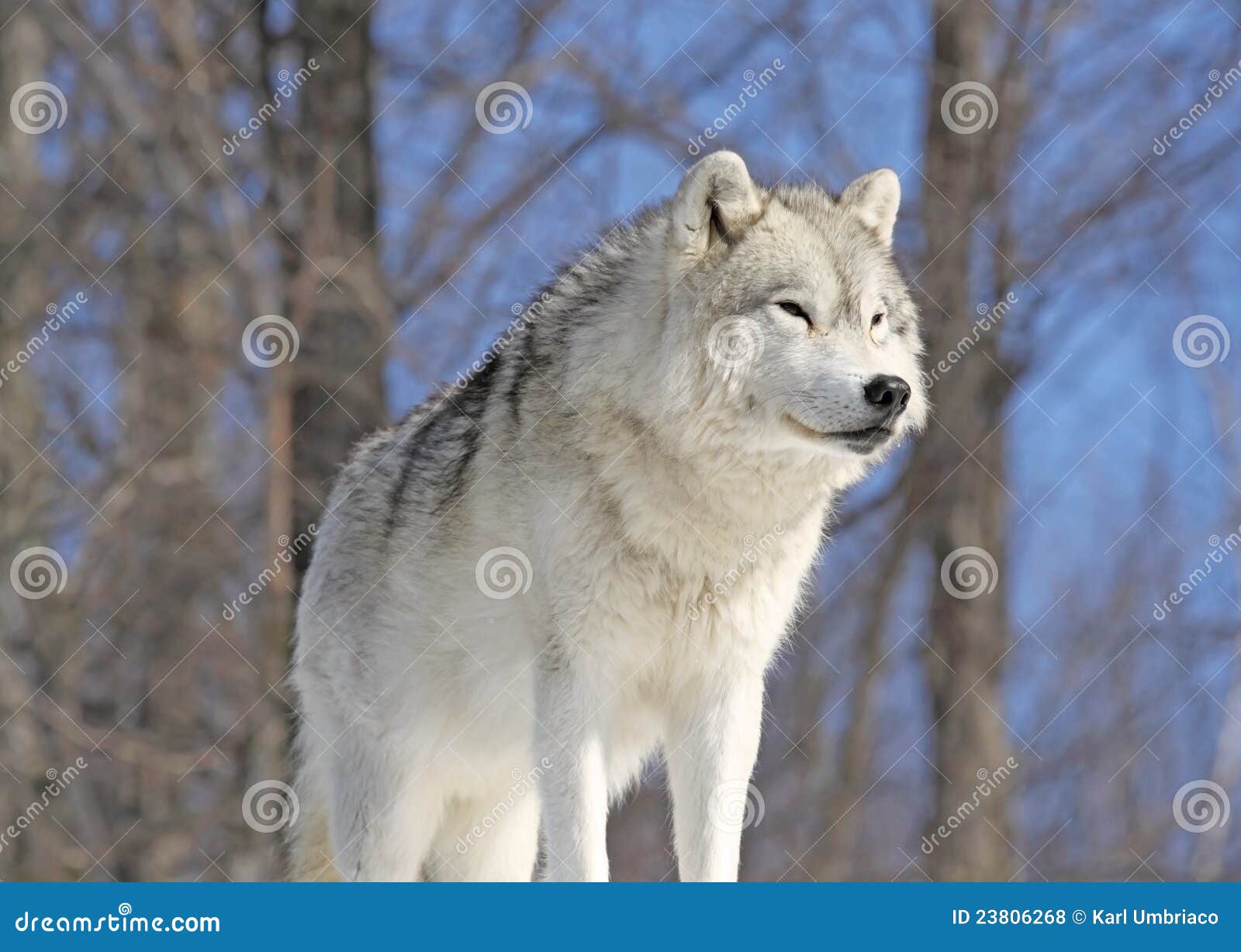 Arctic wolf on rock stock photo. Image of beauty, nature - 23806268