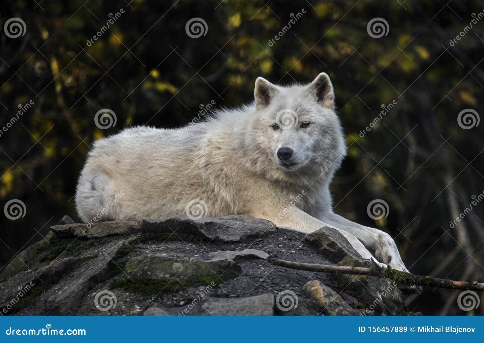 Arctic wolf on the rock 6 stock image. Image of tundra - 156457889