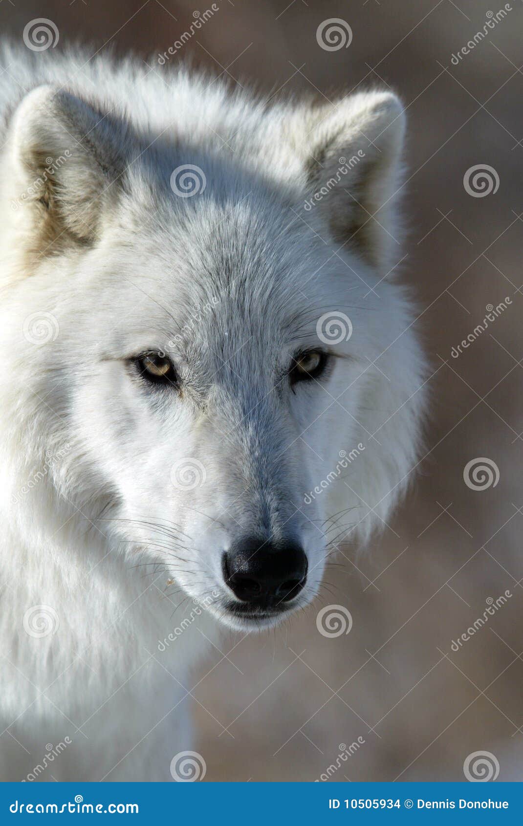 Arctic Wolf on Rock Yawning Stock Photo - Image of canine, nature: 10505934