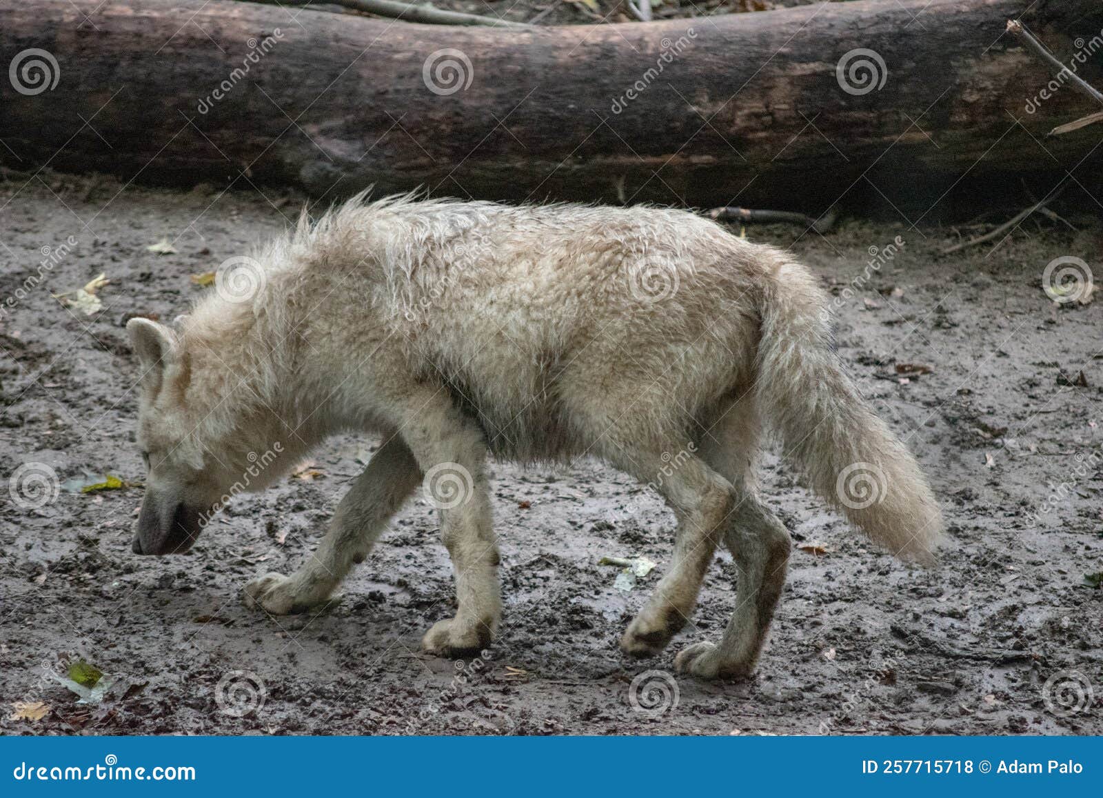 Arctic Wolf Running on Muddy Ground Stock Photo - Image of predator ...