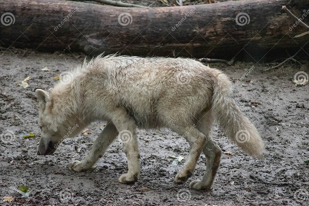Arctic Wolf Running on Muddy Ground Stock Photo - Image of predator ...