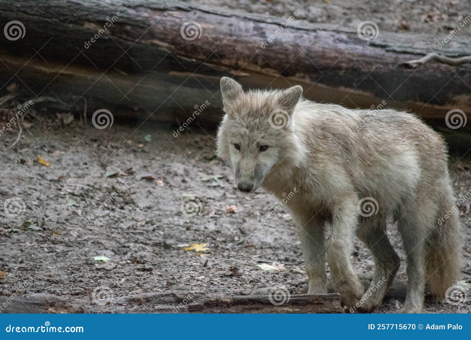Arctic Wolf Running on Muddy Ground Stock Photo - Image of wildlife ...
