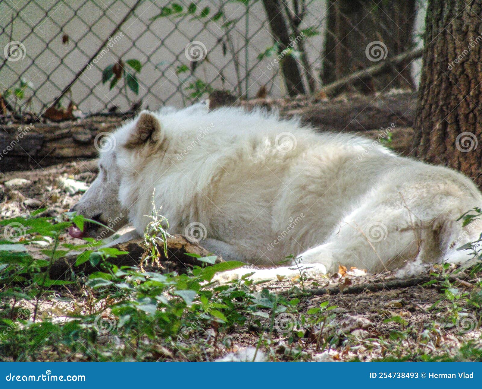 An Arctic Wolf Sits on the Ground at the Zoo Stock Image - Image of ...