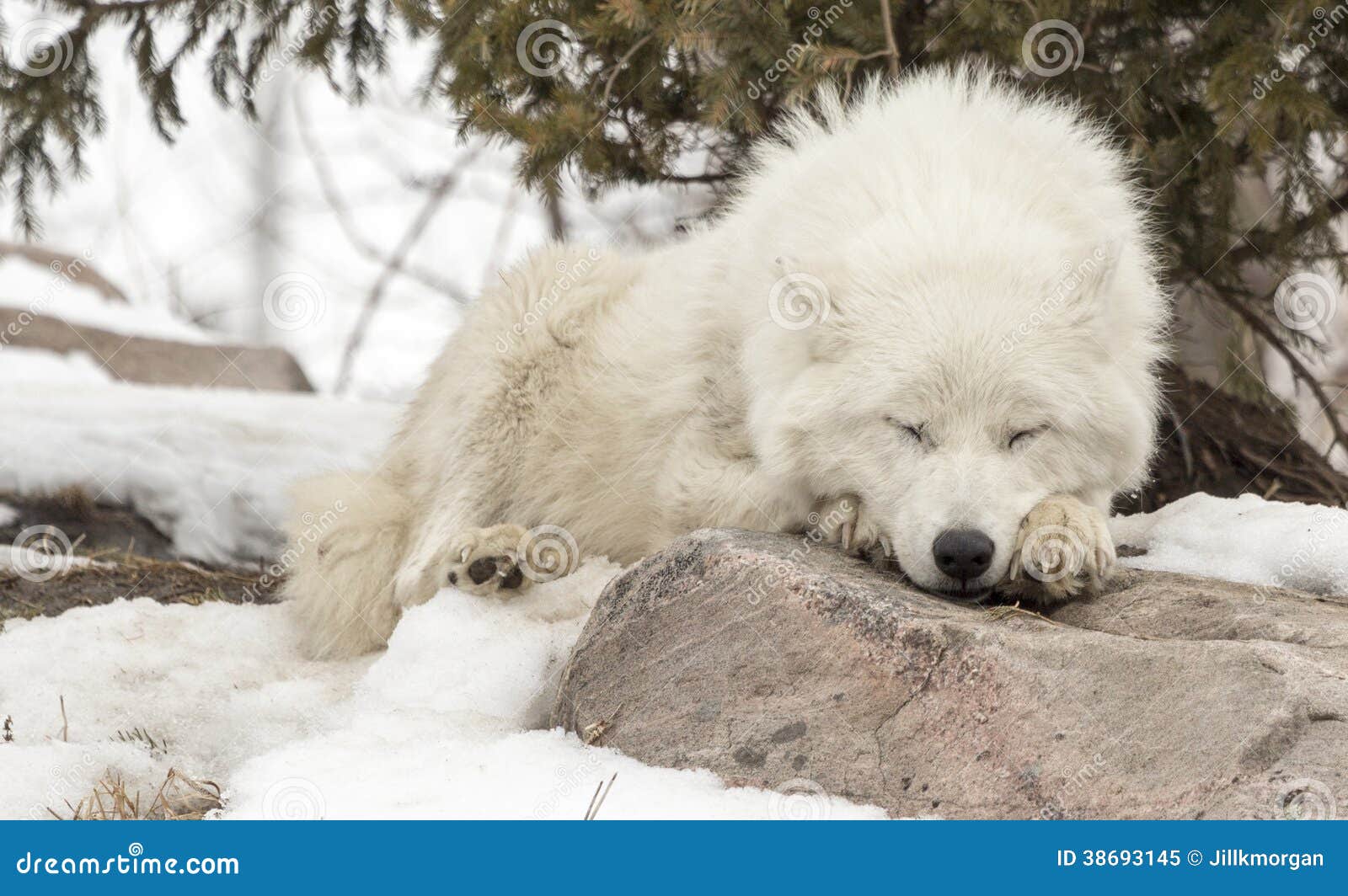Arctic Wolf Sleeping on Rock in Snow Stock Image - Image of canine ...