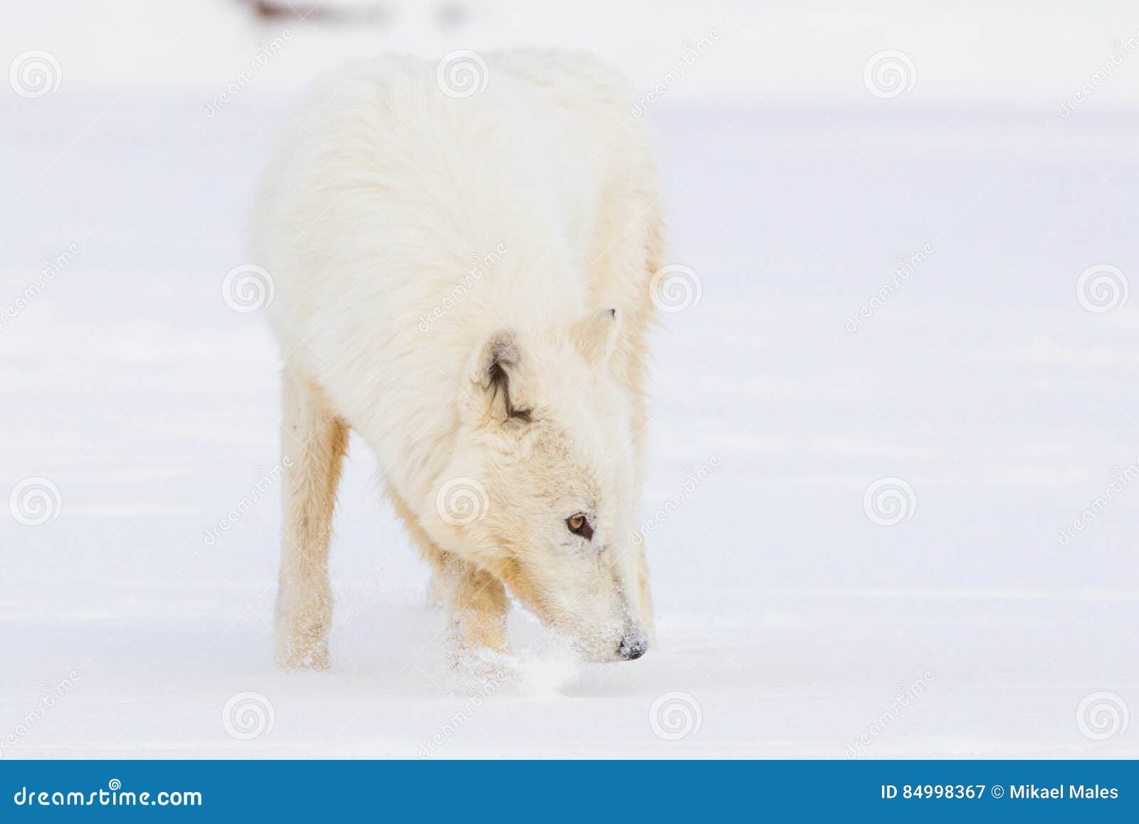 Arctic Wolf Smelling Prey Trail Stock Image - Image of prey, eyes: 84998367