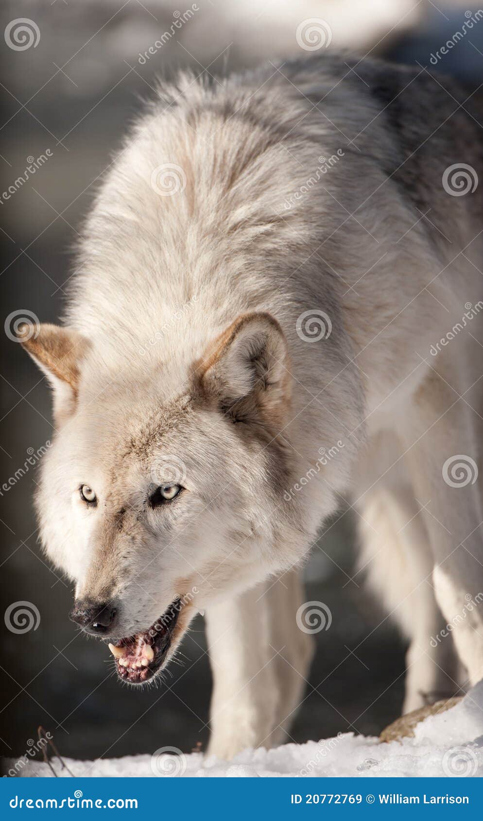 Arctic Wolf Snarling stock image. Image of hairy, fierce - 20772769