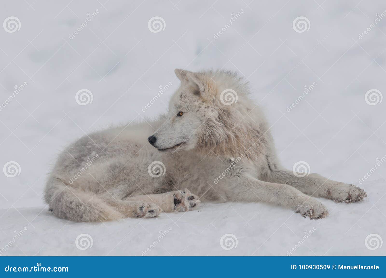 Arctic wolf in the snow stock image. Image of wolf, furry - 100930509