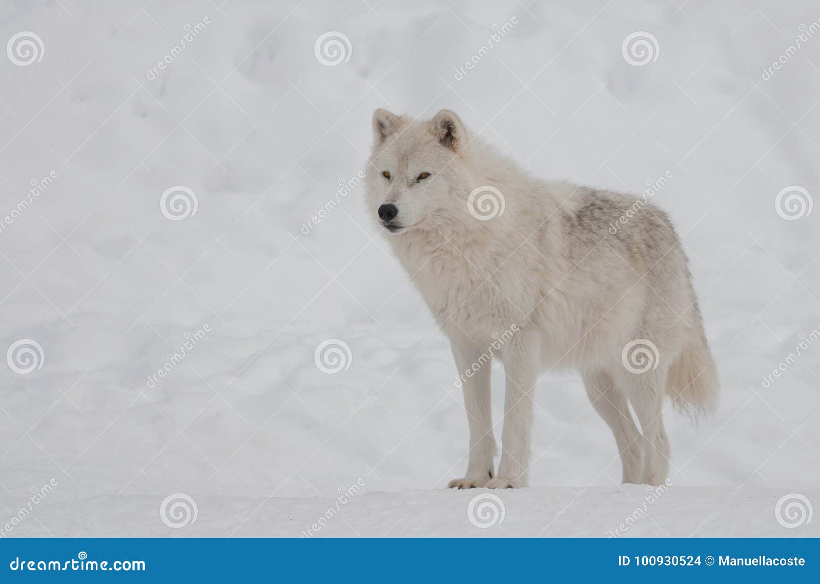 Arctic wolf in the snow stock photo. Image of white - 100930524