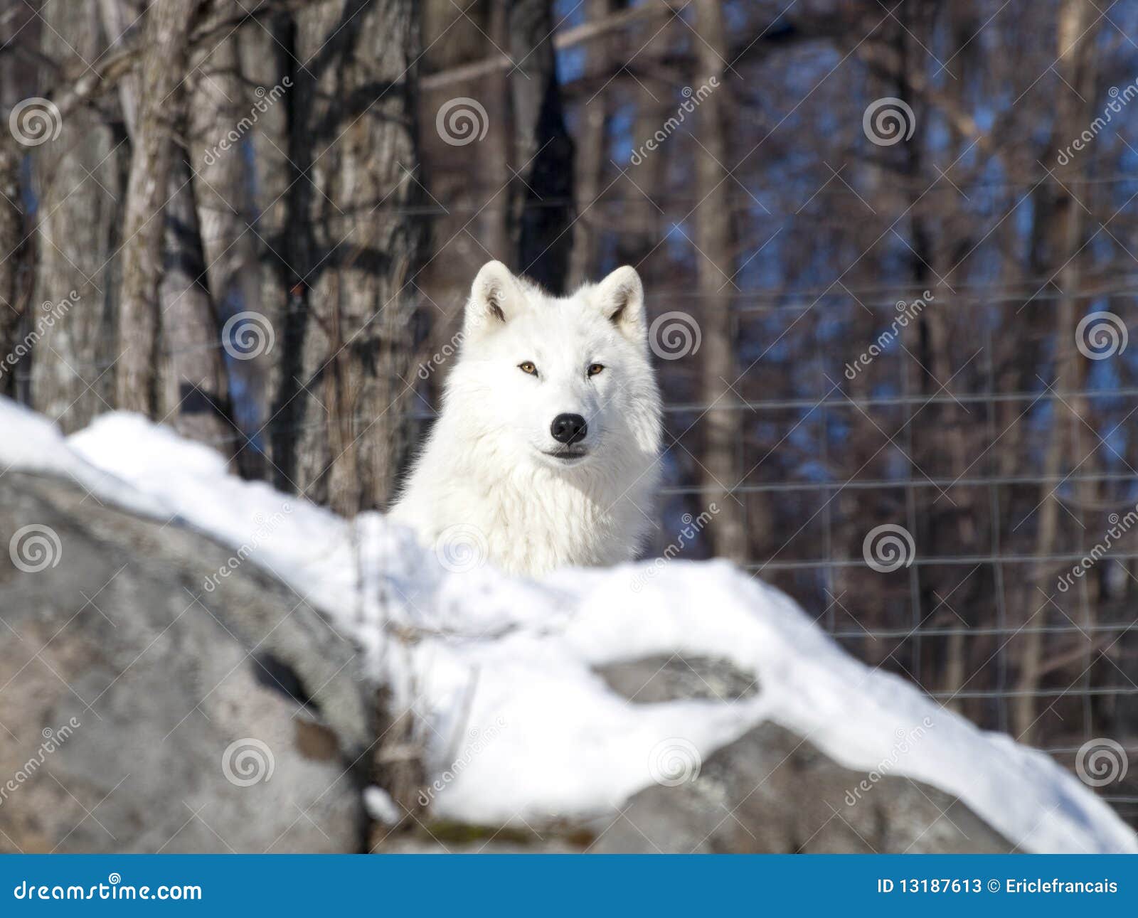 Arctic wolf in the snow stock image. Image of attentive - 13187613