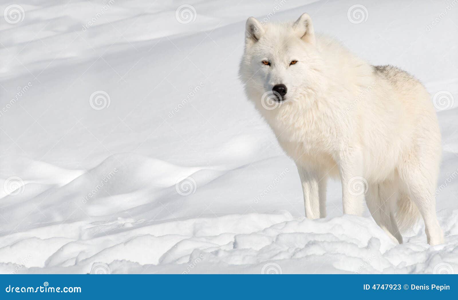 Arctic Wolf in Snow stock image. Image of polar, undomesticated - 4747923