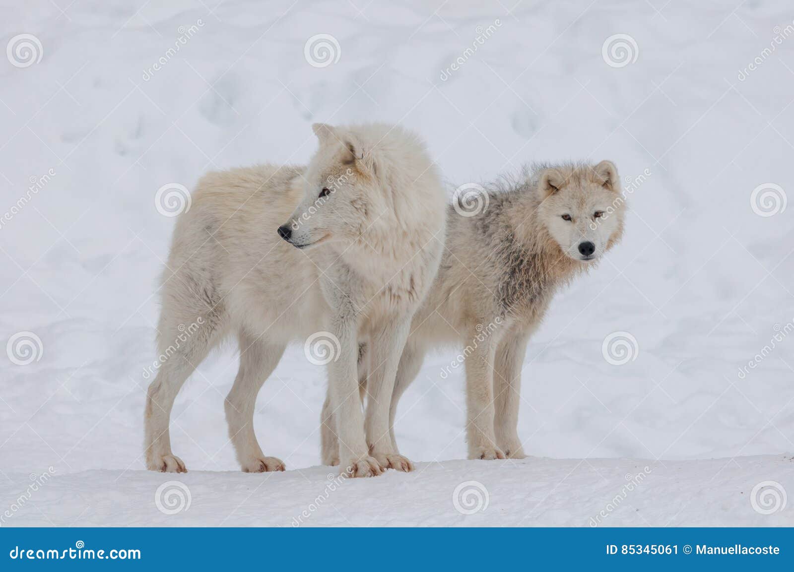 Arctic wolf in the snow. stock image. Image of furry - 85345061