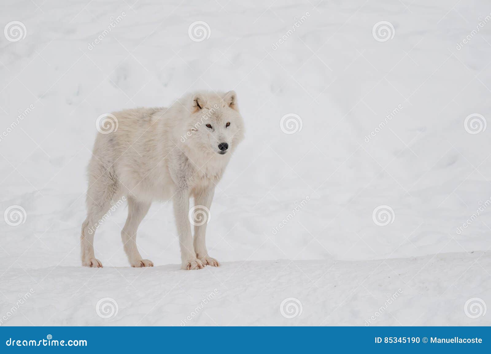 Arctic wolf in the snow. stock photo. Image of wolves - 85345190