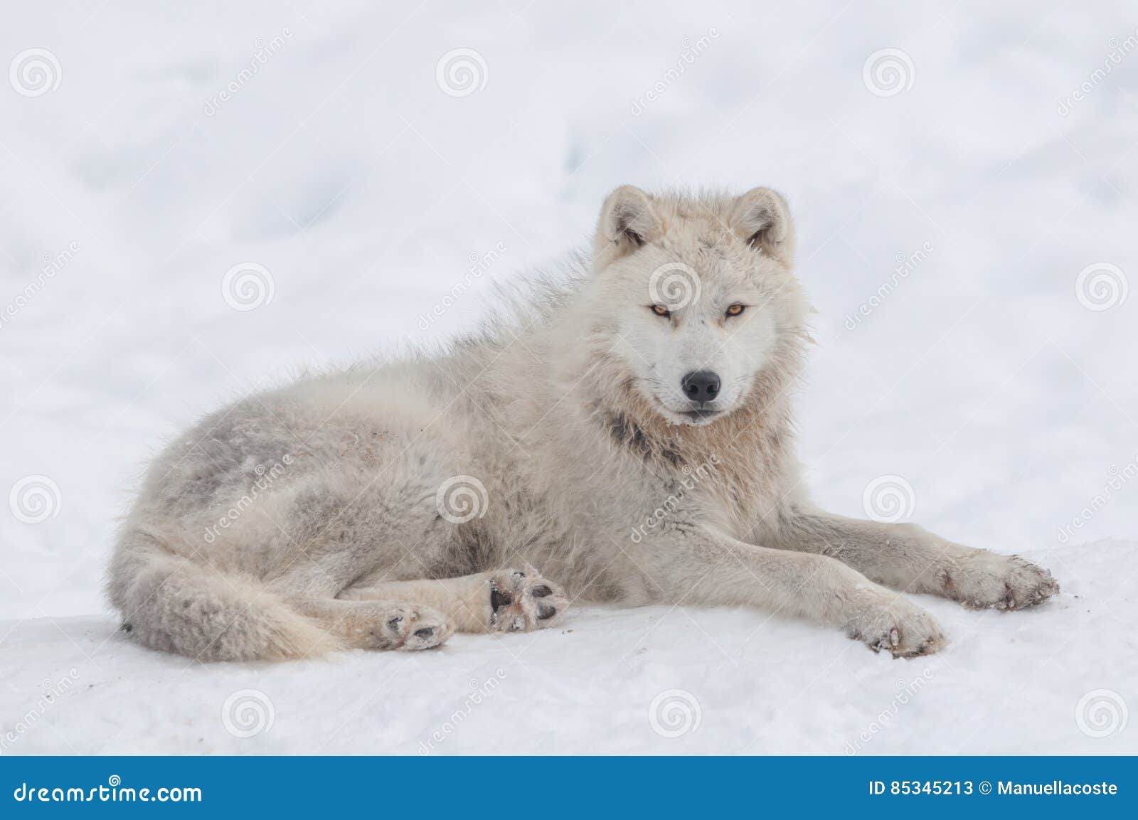 Arctic wolf in the snow. stock image. Image of predator - 85345213