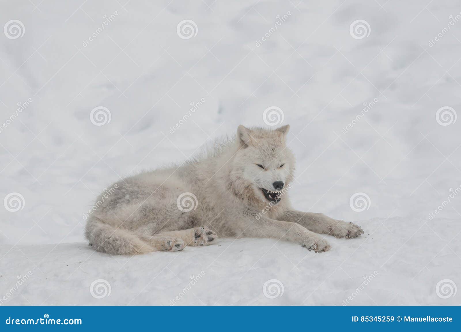 Arctic wolf in the snow. stock image. Image of arctic - 85345259