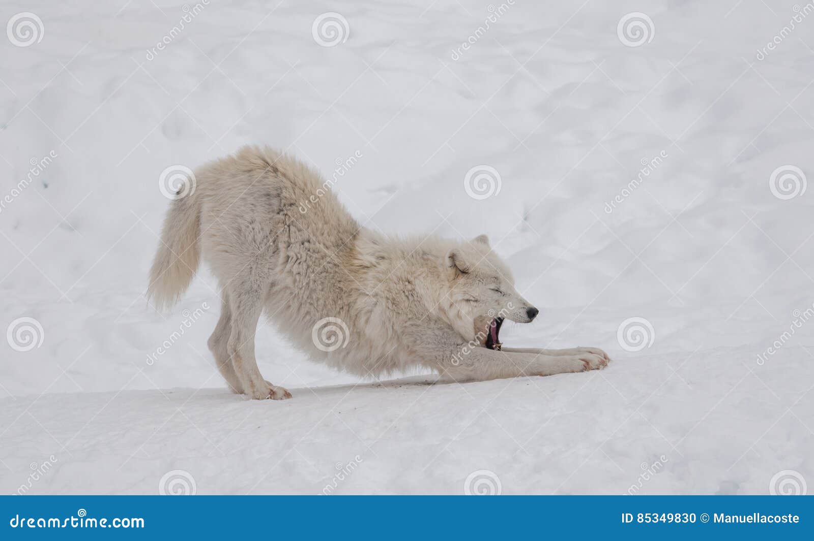Arctic wolf in the snow. stock photo. Image of looking - 85349830