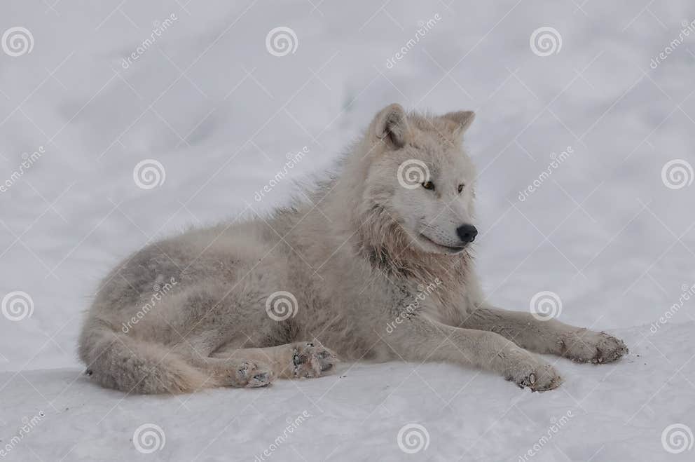 Arctic wolf in the snow stock image. Image of eyes, nature - 100930507