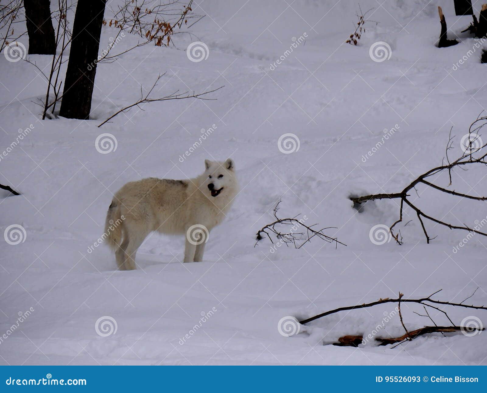 Arctic Wolf in the Snow-Stock Photos Stock Image - Image of standing ...