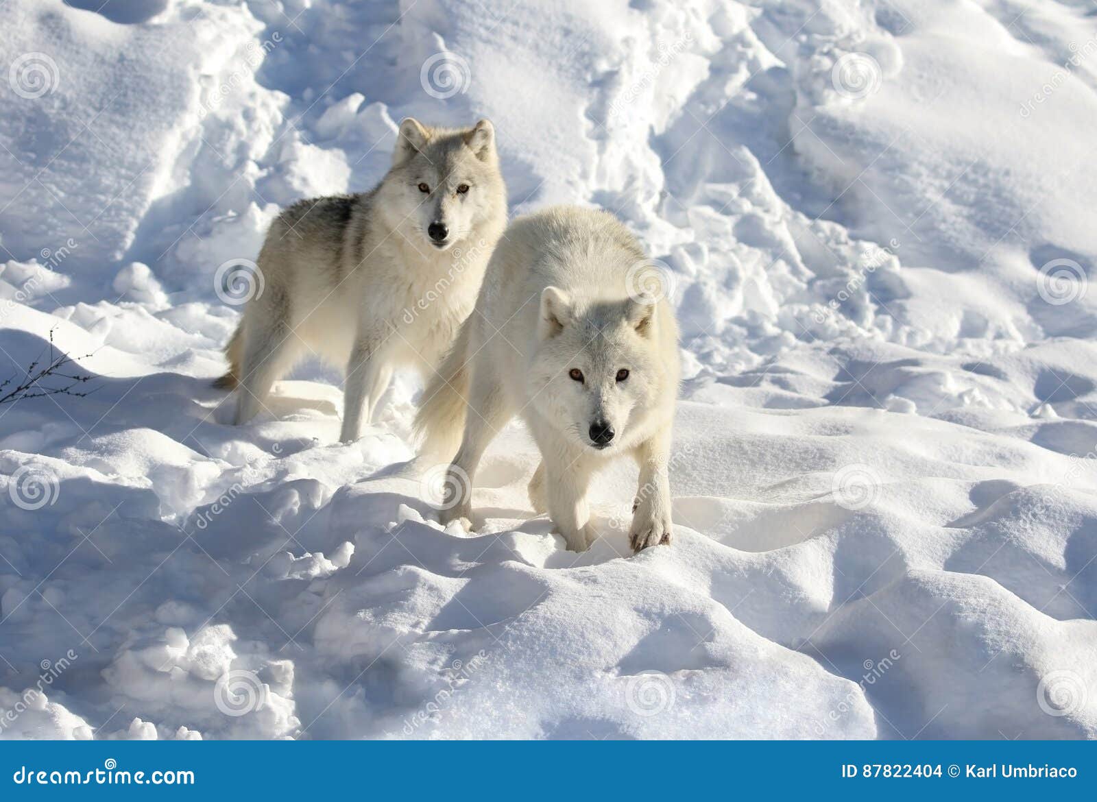 Arctic wolf in snow stock photo. Image of beauty, wolves - 87822404