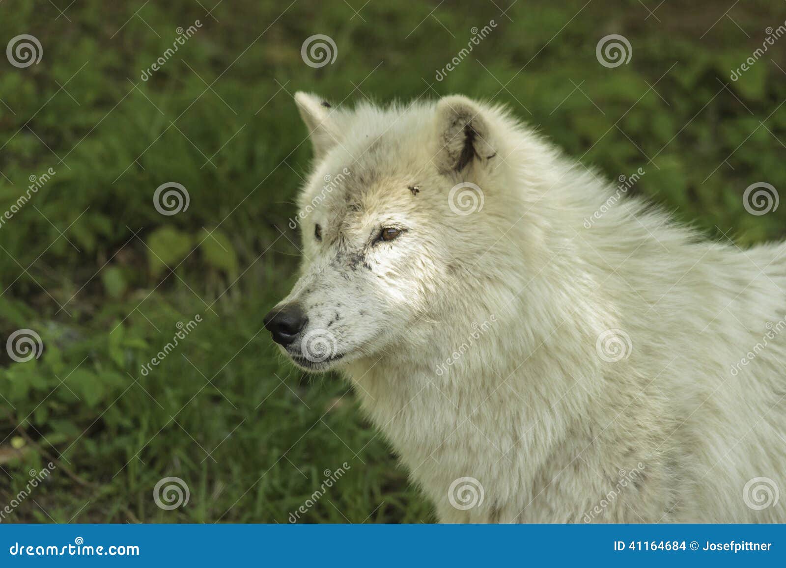 Arctic Wolf in the spring stock photo. Image of portrait - 41164684