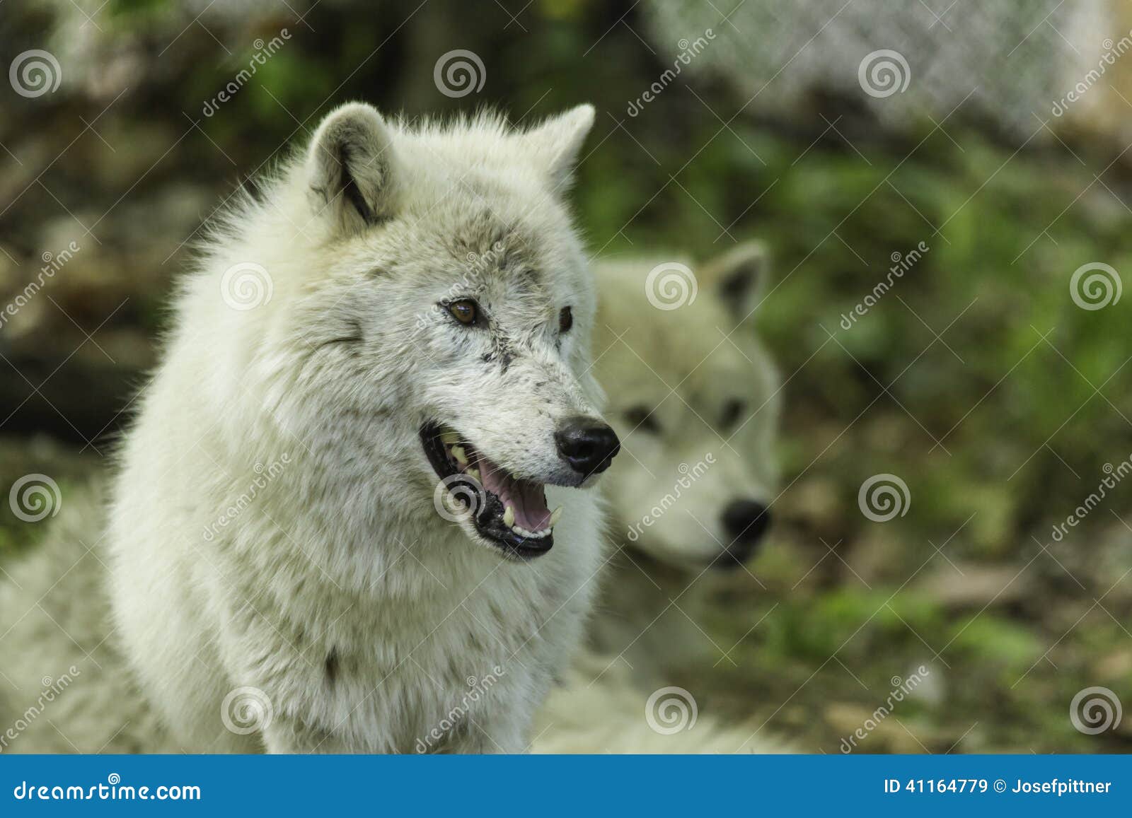 Arctic Wolf in the spring stock image. Image of creature - 41164779