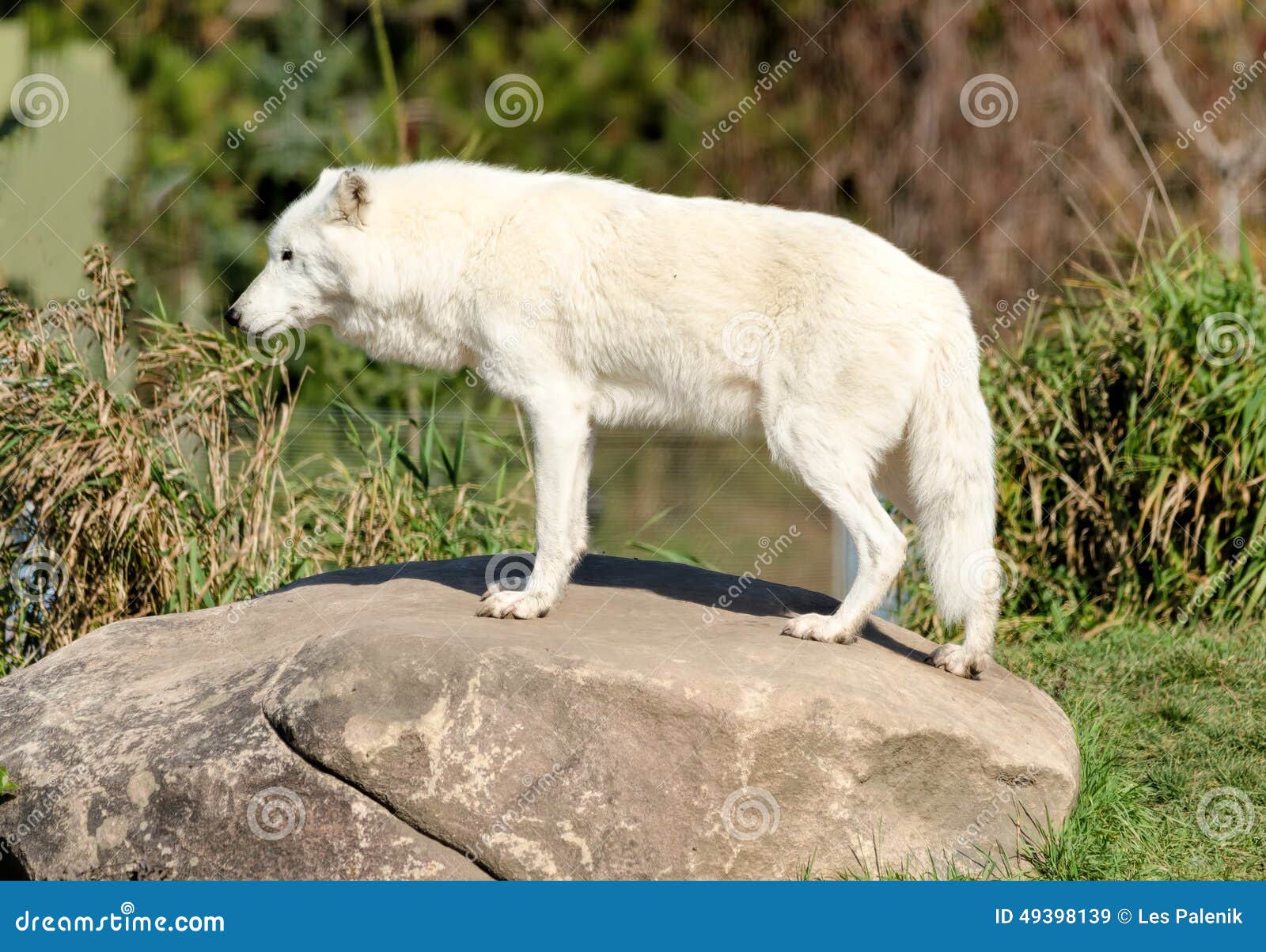 Arctic wolf stock image. Image of furry, wildlife, wolf - 49398139