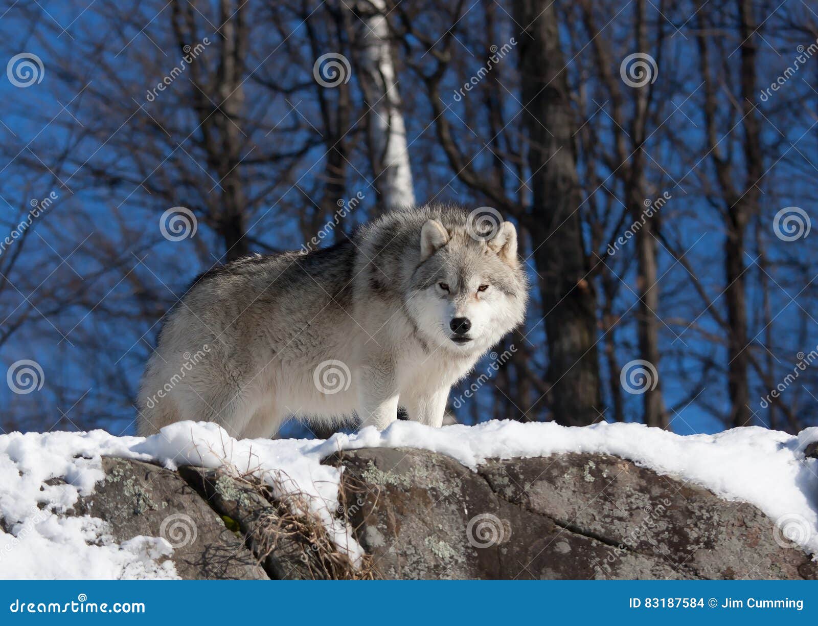 A Lone Arctic Wolf (Canis Lupus Arctos) Standing on a Rocky Cliff ...