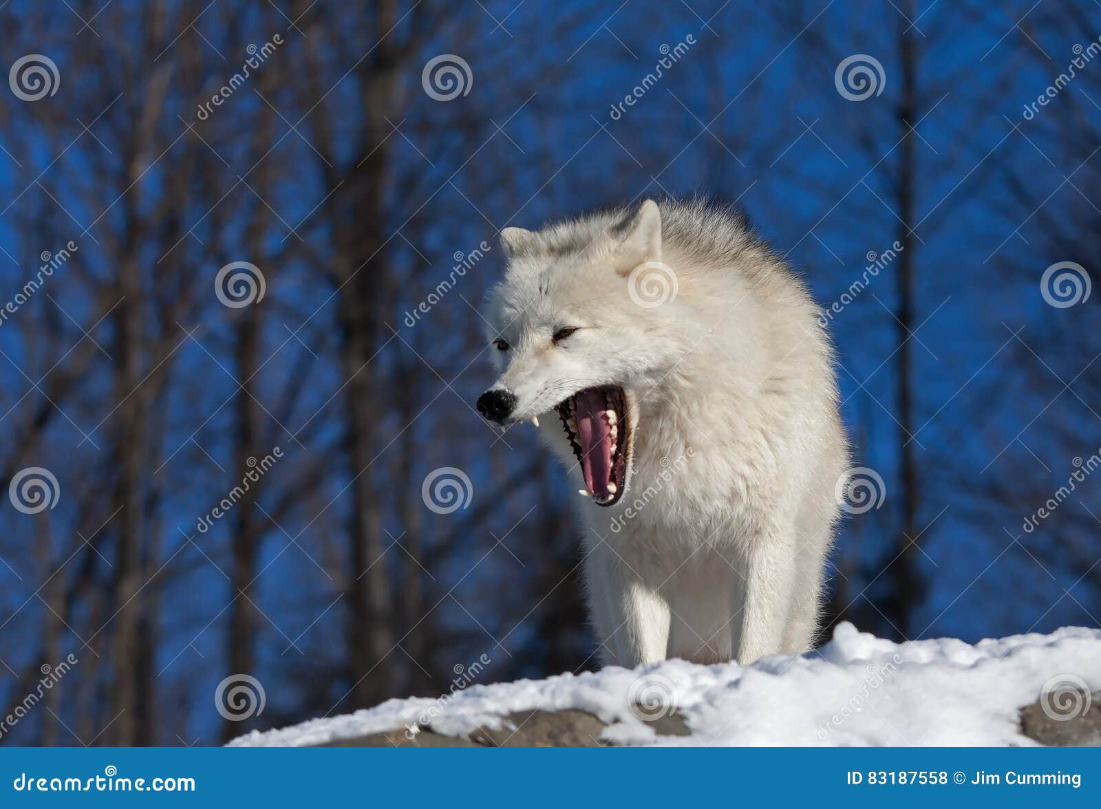 A Lone Arctic Wolf (Canis Lupus Arctos) Standing on a Rocky Cliff ...