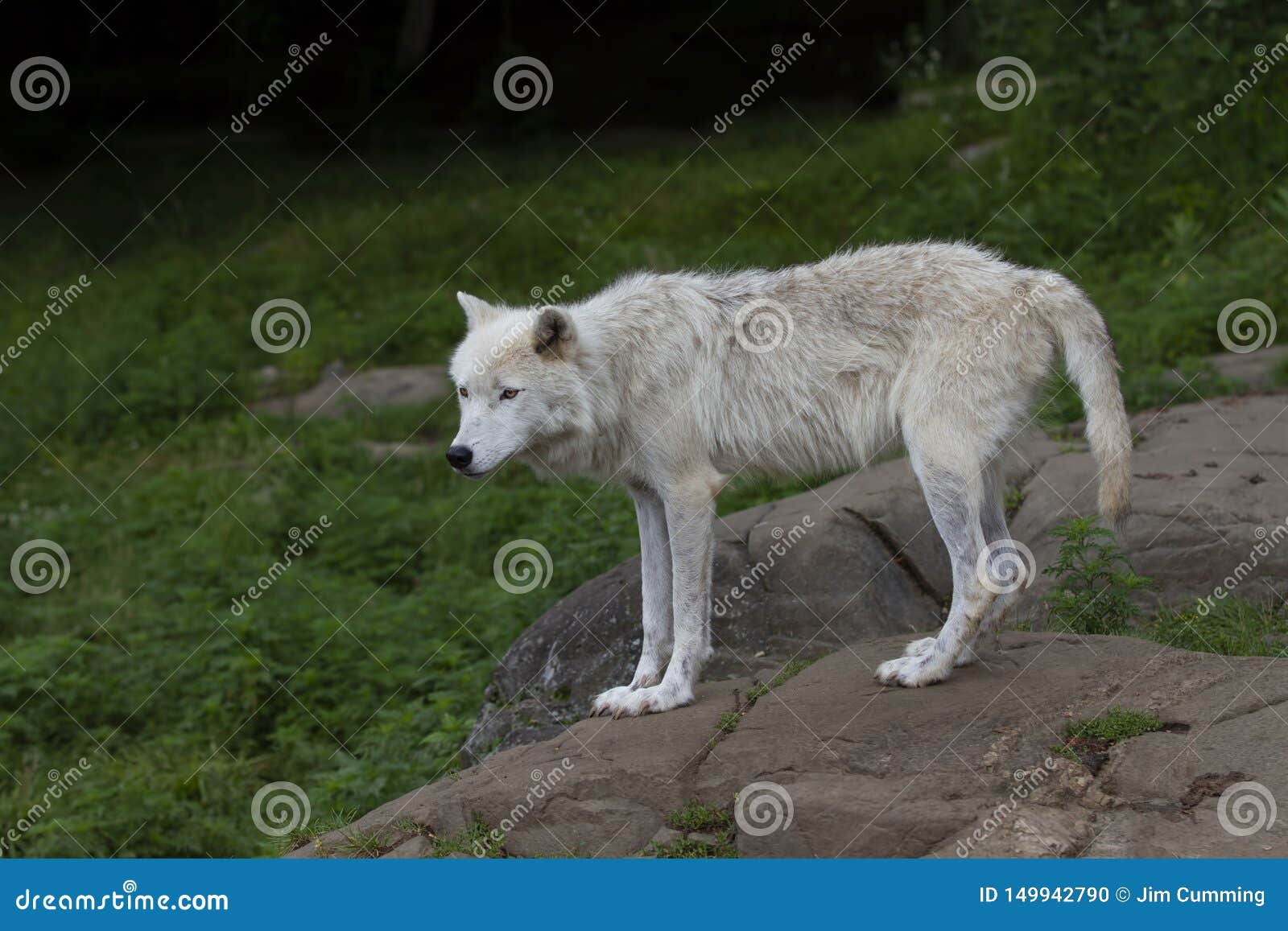 Arctic Wolf Standing on a Rock in Spring in Canada Stock Photo - Image ...